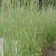 Bluestem Grass | Plant Addicts