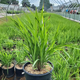 Bluestem Grass | Plant Addicts