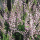 Spring Torch Scotch Heather | Plant Addicts