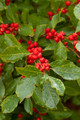 Wildfire™ Winterberry | Plant Addicts