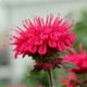 Sugar Buzz® Blue Moon Bee Balm | Plant Addicts