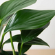 Dragon Tail Philodendron | Plant Addicts
