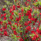 Double Take™ Eternal White Quince | Plant Addicts