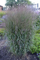 Prairie Winds® Apache Rose Switch Grass | Plant Addicts