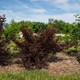 Fireside® Ninebark | Plant Addicts