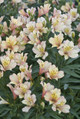 Inca Ice Peruvian Lily | Plant Addicts