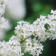 Primrose Lilac | Plant Addicts
