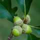 White Oak Tree | Plant Addicts
