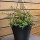 Midnight Cascade Blueberry Bush | Plant Addicts