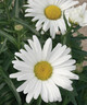 Amazing Daisies® Daisy May® Shasta Daisy | Plant Addicts