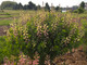Decadence® Pink Lemonade False Indigo | Plant Addicts