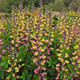Decadence® Pink Lemonade False Indigo | Plant Addicts