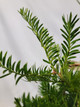 Captain™ Yew | Plant Addicts