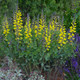 Decadence® Pink Lemonade False Indigo | Plant Addicts