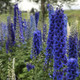 Blue Buccaneers Hybrid Bee Delphinium | Plant Addicts