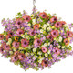 Bright Lights™ Horizon™ Sunset African Daisy | Plant Addicts