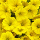 Supertunia Mini Vista® Yellow Petunia | Plant Addicts