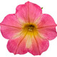 Supertunia® Persimmon Petunia | Plant Addicts