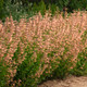 Meant to Bee™ Queen Nectarine Anise Hyssop | Plant Addicts