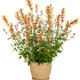 Meant to Bee™ Queen Nectarine Anise Hyssop | Plant Addicts