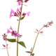 Meant to Bee™ Royal Raspberry Anise Hyssop | Plant Addicts
