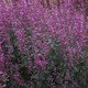 Meant to Bee™ Royal Raspberry Anise Hyssop | Plant Addicts