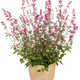 Meant to Bee™ Royal Raspberry Anise Hyssop | Plant Addicts