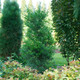 Squeeze Box™ Inkberry Holly | Plant Addicts