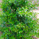 Squeeze Box™ Inkberry Holly | Plant Addicts