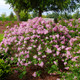 Bloomerang® Purpinkâ ¢ Reblooming Lilac | Plant Addicts