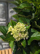 Early Rosa Hydrangea Tree | Plant Addicts