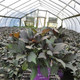 First Editions® Eclipse® Hydrangea | Plant Addicts