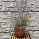 Bluestem Grass | Plant Addicts