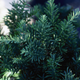 Taunton Spreading Yew | Plant Addicts