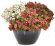Superbells® Double Vintage Coralâ ¢ Calibrachoa | Plant Addicts