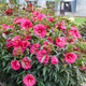 Watermelon Ruffles Hibiscus | Plant Addicts
