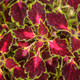 ColorBlaze® Cherry Drop Coleus | Plant Addicts