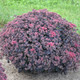Rock 'N Grow® Midnight Velvet Stonecrop Sedum | Plant Addicts