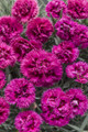 Fruit Punch® Spiked Punch Pinks Dianthus | Plant Addicts