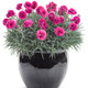 Fruit Punch® Spiked Punch Pinks Dianthus | Plant Addicts