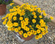 Tuscan Gold False Sunflower | Plant Addicts
