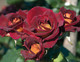 Dark Night™ Rose | Plant Addicts