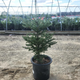 Balsam Fir Tree | Plant Addicts