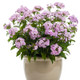 Rose Sprite Phlox | Plant Addicts