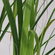 Bluestem Grass | Plant Addicts