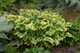 Shadowland® Wheee Hosta | Plant Addicts