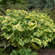 Shadowland® Wheee Hosta | Plant Addicts