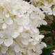 Phantom Hydrangea - Tree Form | Plant Addicts