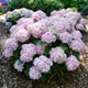 Wee Bit Innocent™ Hydrangea | Plant Addicts