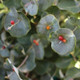 Kintzley's Ghost® Honeysuckle | Plant Addicts